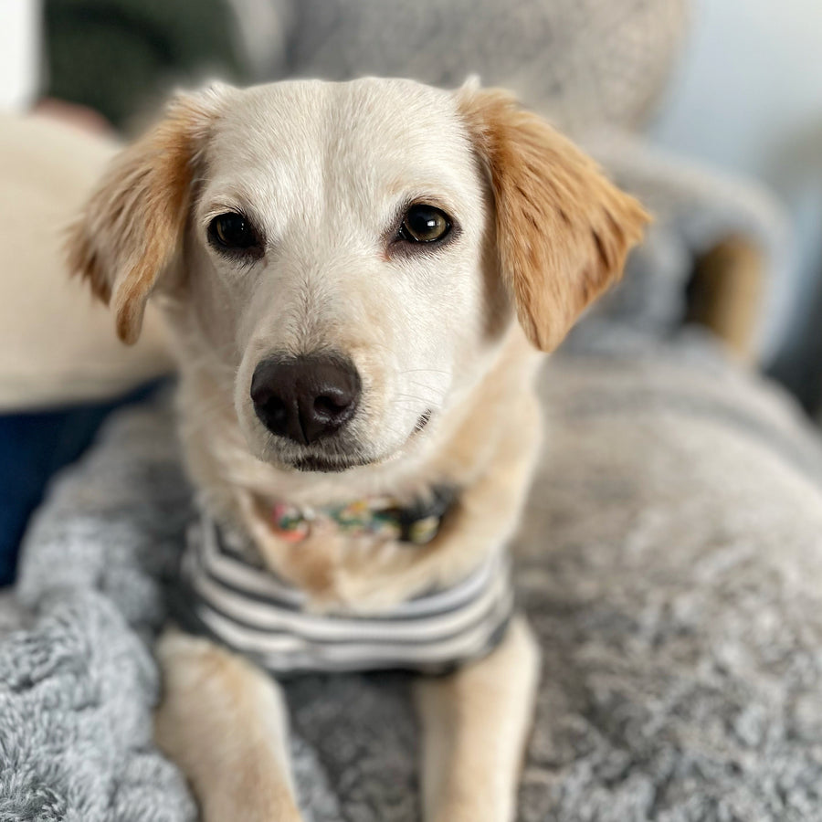 Cathy Walters Art: Happy Art on Everyday Items